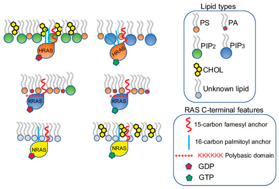 Lipid Profiles of RAS Nanoclusters Regulate RAS Function