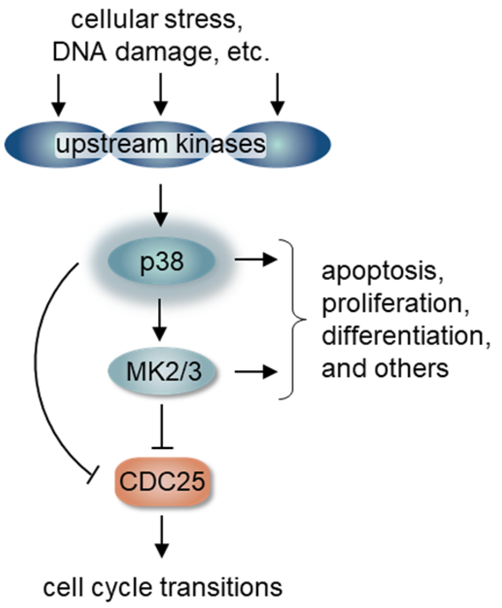 P38 Pathway