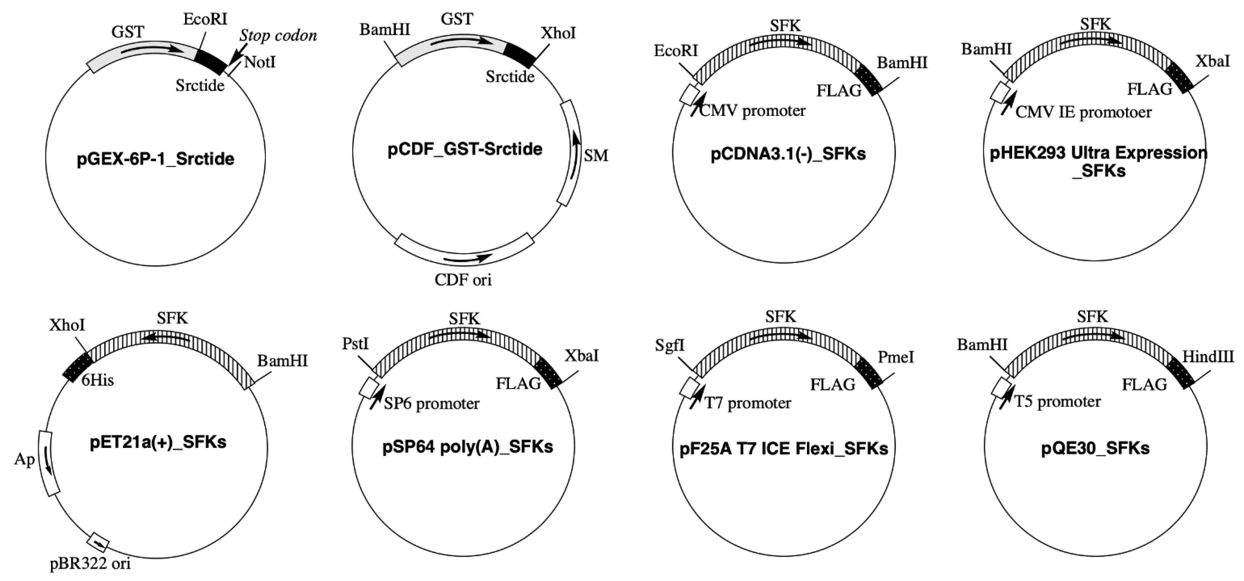Biomolecules Free Full Text Characterization Of Phosphorylation