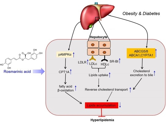 Biomolecules | Free Full-Text | Rosmarinic Acid Exhibits a Lipid ...