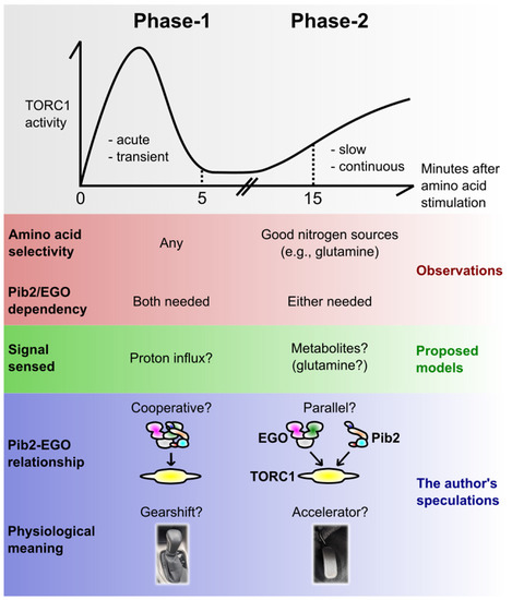 Pib2 as an Emerging Master Regulator of Yeast TORC1