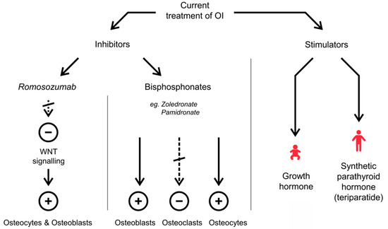 Osteogenesis Imperfecta: Current and Prospective Therapies