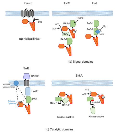 Diversity in Sensing and Signaling of Bacterial Sensor Histidine Kinases