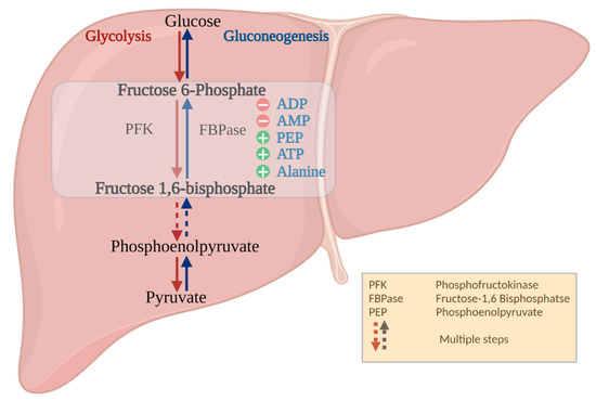 New Insights to Regulation of Fructose-1,6-bisphosphatase during Anoxia ...