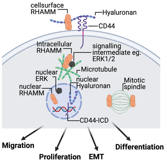 Hyaluronan Functions in Wound Repair That Are Captured to Fuel Breast ...