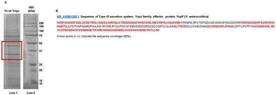 Galectin-1 Cooperates with Yersinia Outer Protein (Yop) P to Thwart ...