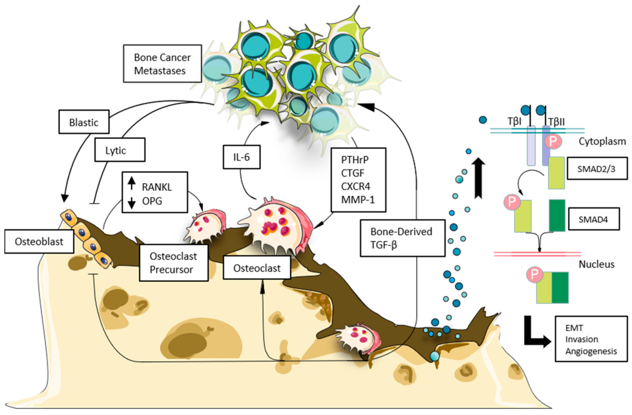 The Role of TGF-β in Bone Metastases