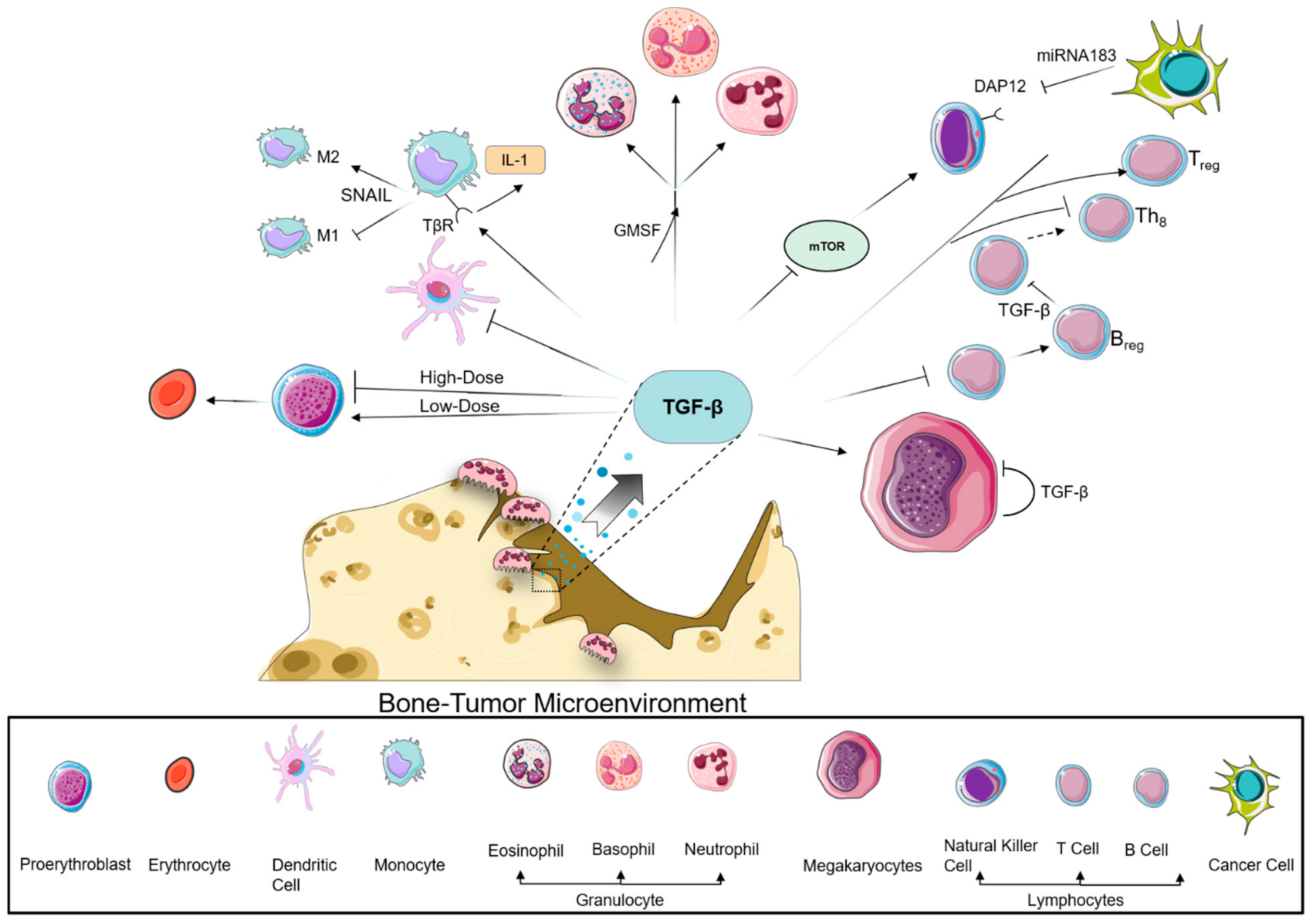 The Role of TGF-β in Bone Metastases
