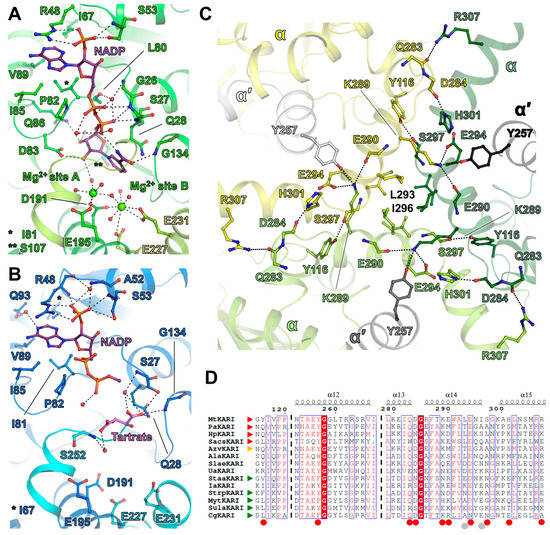 Structural Rearrangements of a Dodecameric Ketol-Acid Reductoisomerase ...