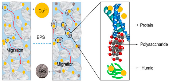 Extracellular Polymeric Substances Facilitate the Adsorption and ...