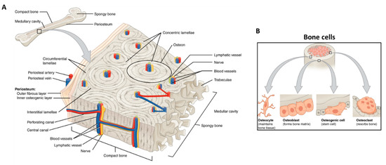 Piezoelectric Signals in Vascularized Bone Regeneration