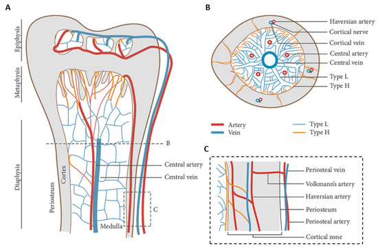 Piezoelectric Signals in Vascularized Bone Regeneration