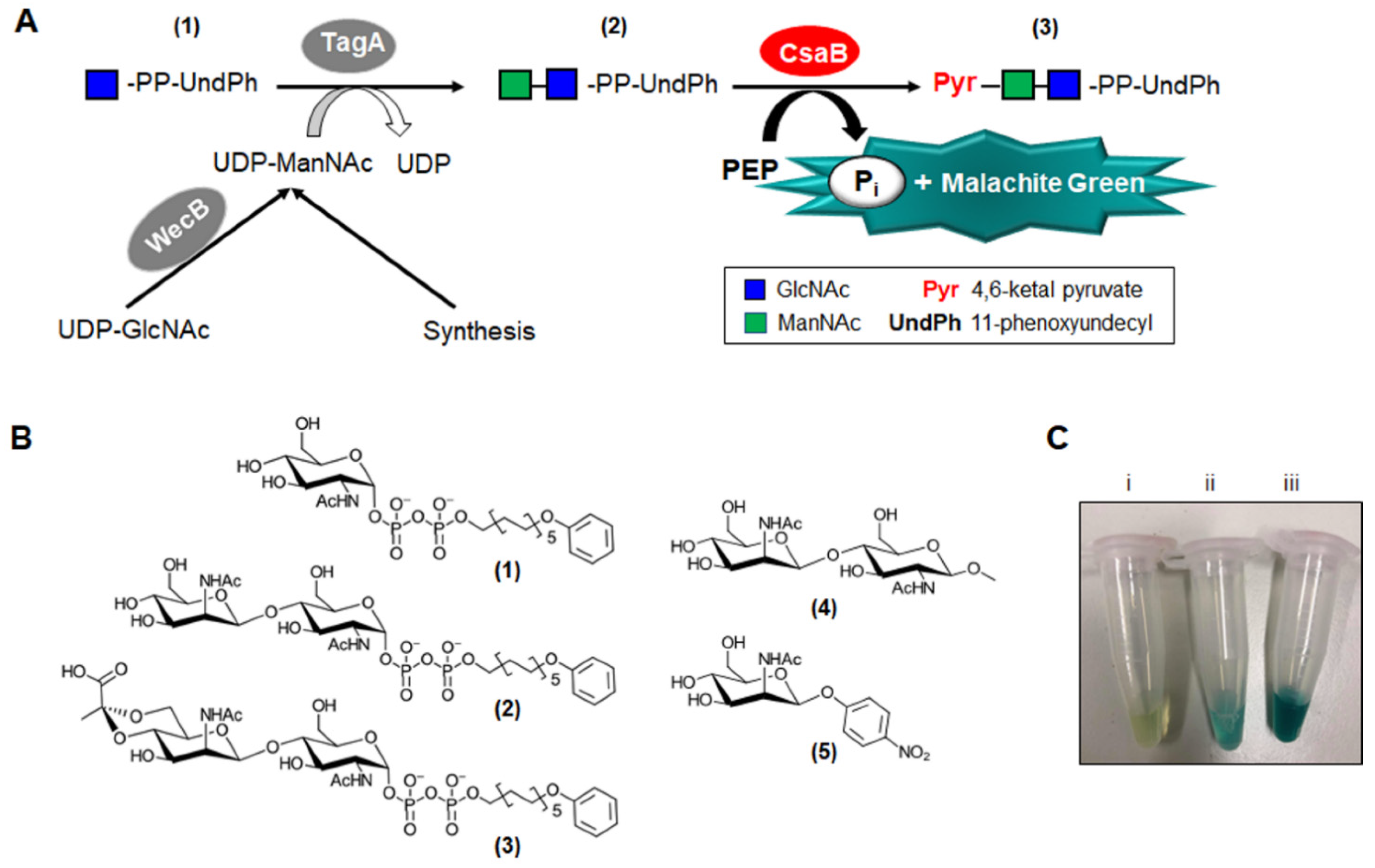 Assaying Paenibacillus alvei CsaB-Catalysed Ketalpyruvyltransfer to ...