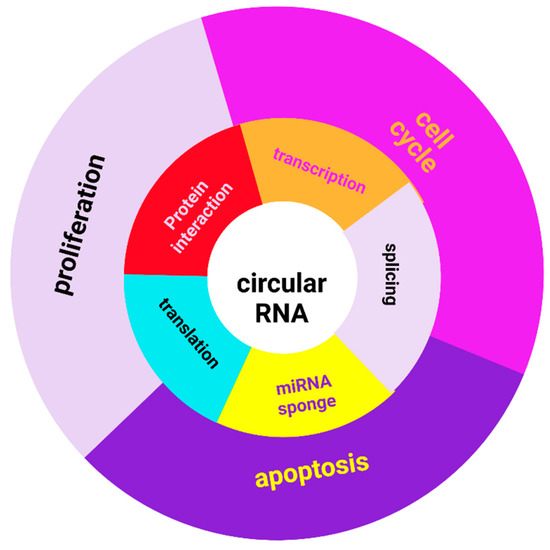 Biomolecules | Free Full-Text | Circular RNA—Is the Circle Perfect?