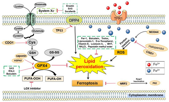 Insight into the Double-Edged Role of Ferroptosis in Disease