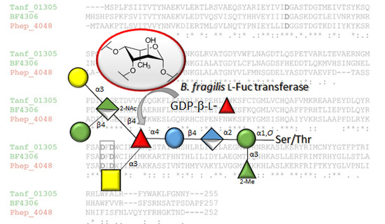 Biomolecules | Special Issue : Glycosylation—The Most Diverse Post ...