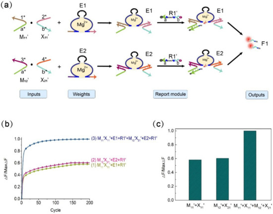 DNA Matrix Operation Based on the Mechanism of the DNAzyme Binding to ...