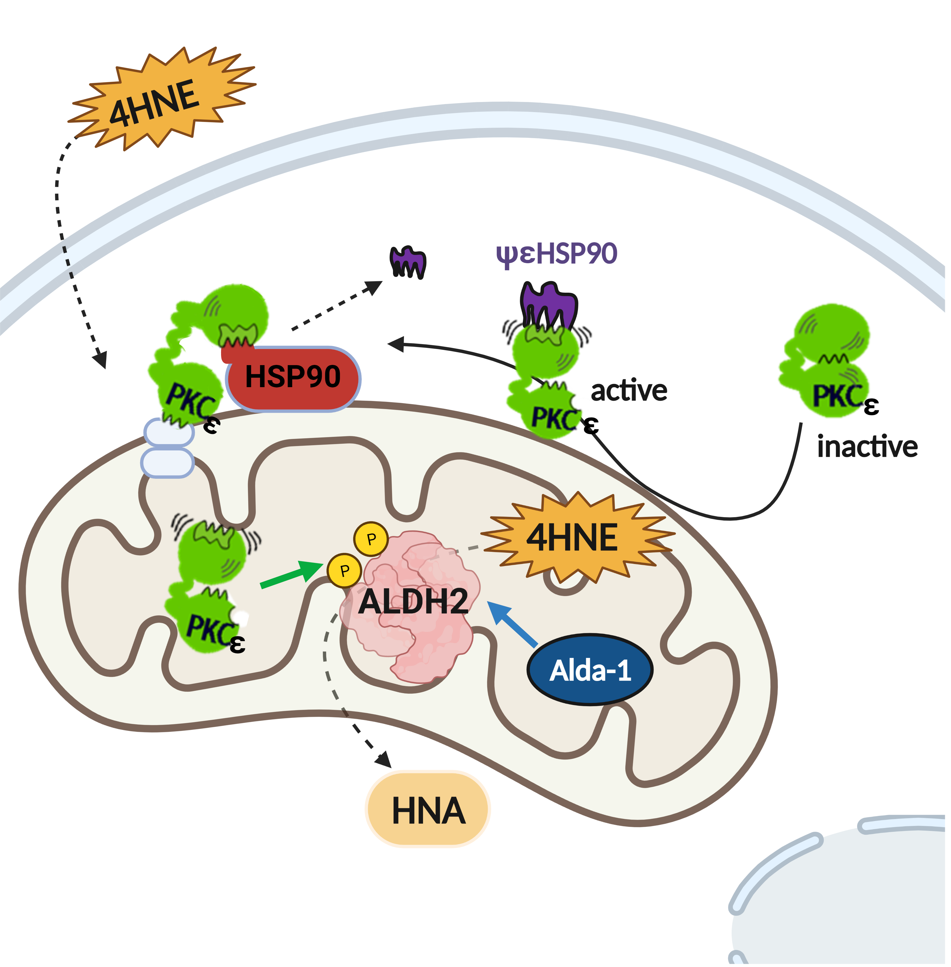 Biomolecules | Free Full-Text | Activation of PKCε-ALDH2 Axis Prevents ...