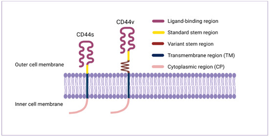 CD44: A Multifunctional Mediator of Cancer Progression