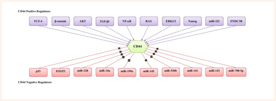 CD44: A Multifunctional Mediator of Cancer Progression