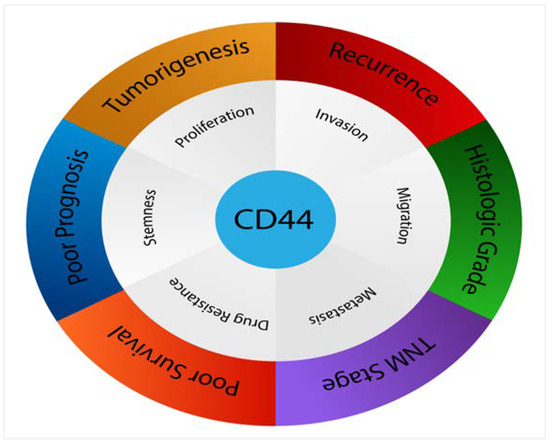 CD44: A Multifunctional Mediator of Cancer Progression
