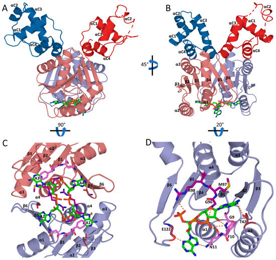 Biomolecules | Free Full-Text | Cyclic Tetra-Adenylate (cA4 ...