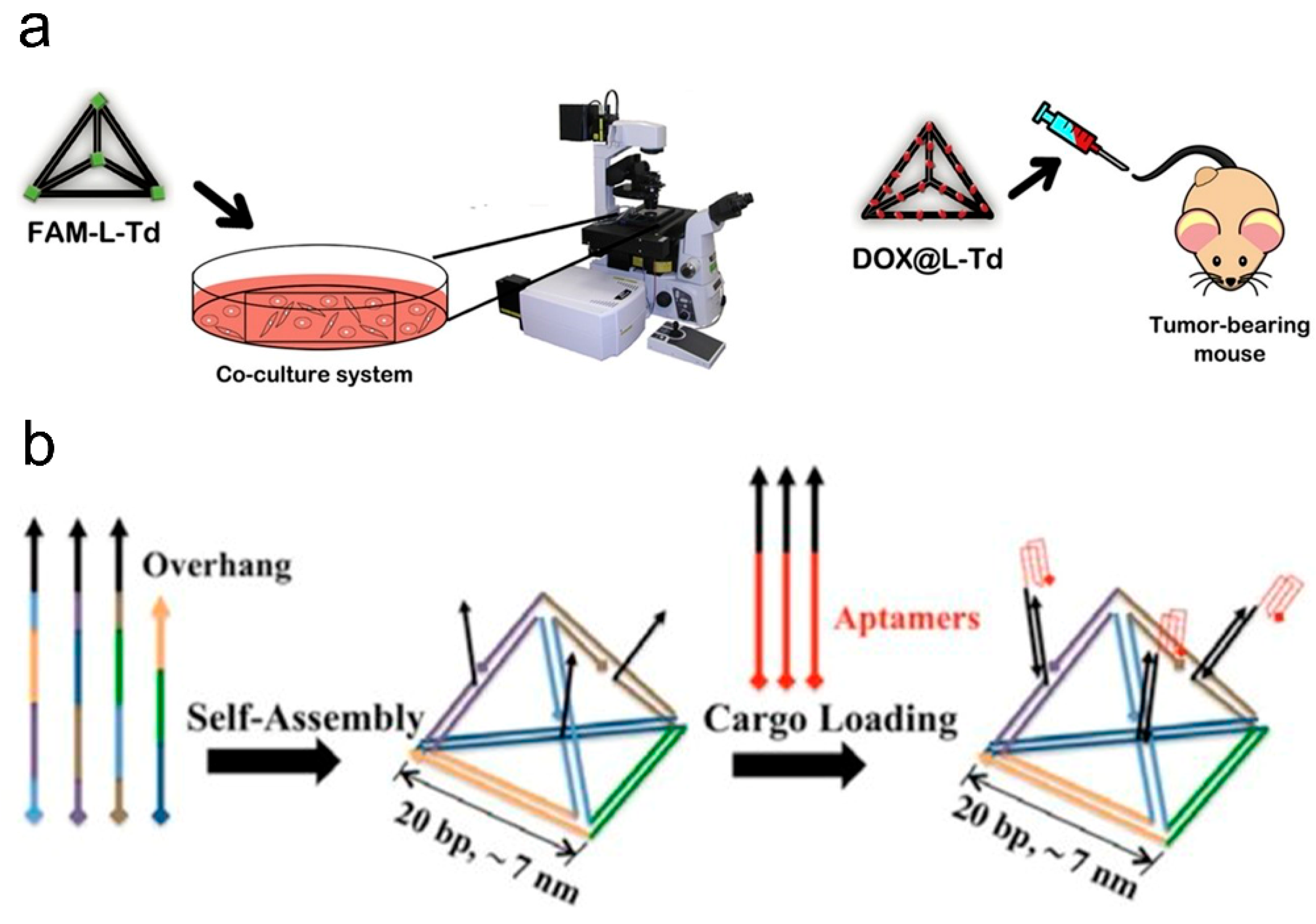Biomolecules Free Full Text Dna Nanodevice Based Drug Delivery Systems