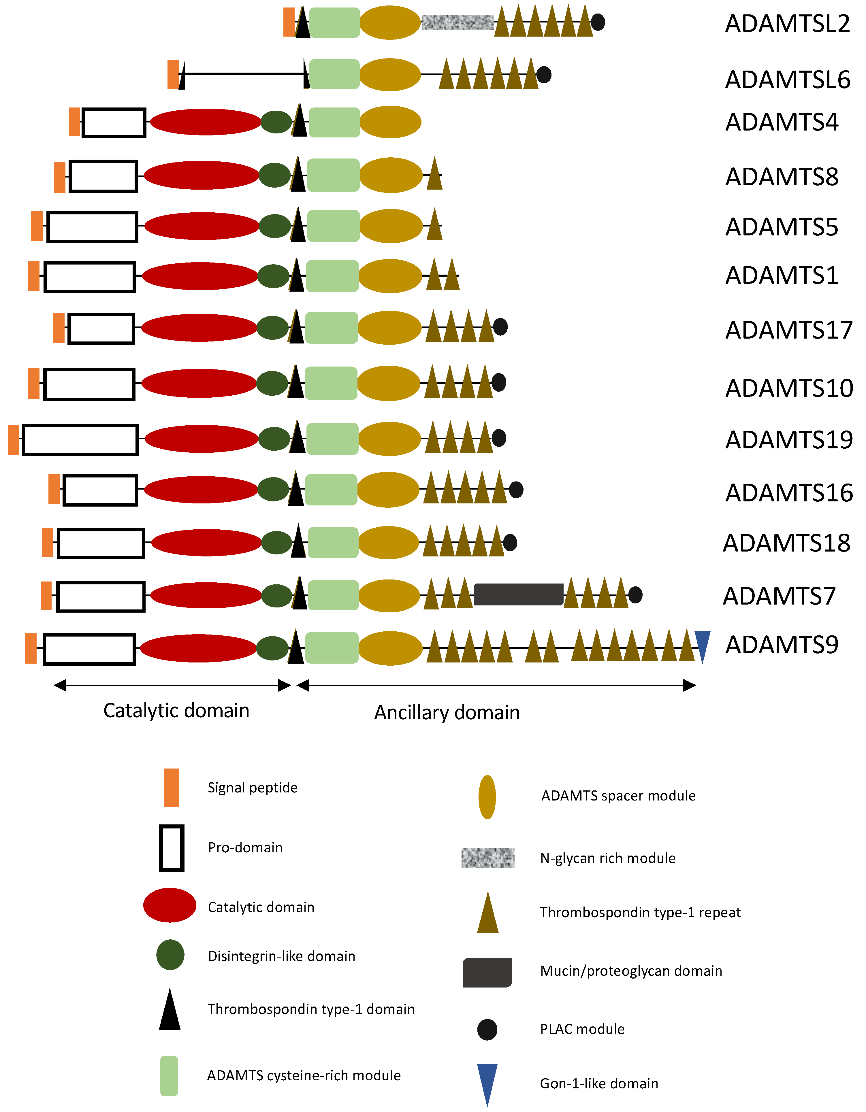 ADAMTS Proteins and Vascular Remodeling in Aortic Aneurysms