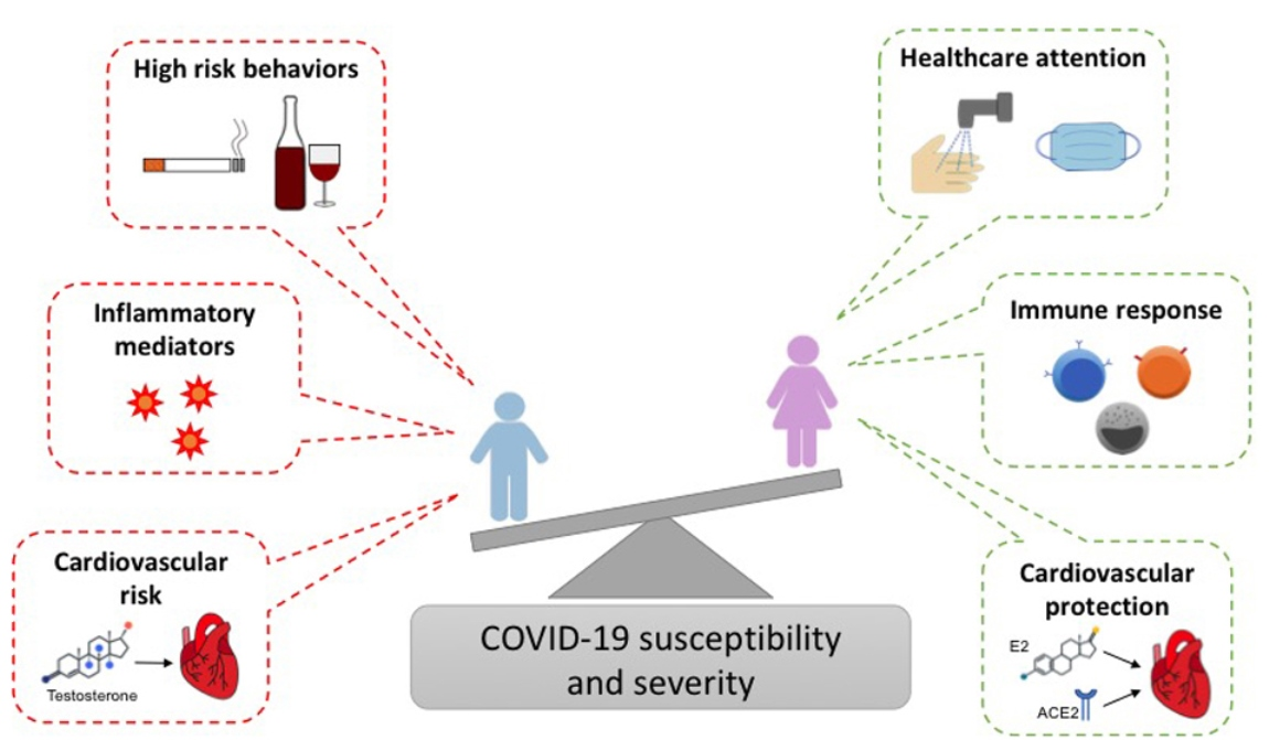 Biomolecules Free Full Text Sex Related Factors In Cardiovascular