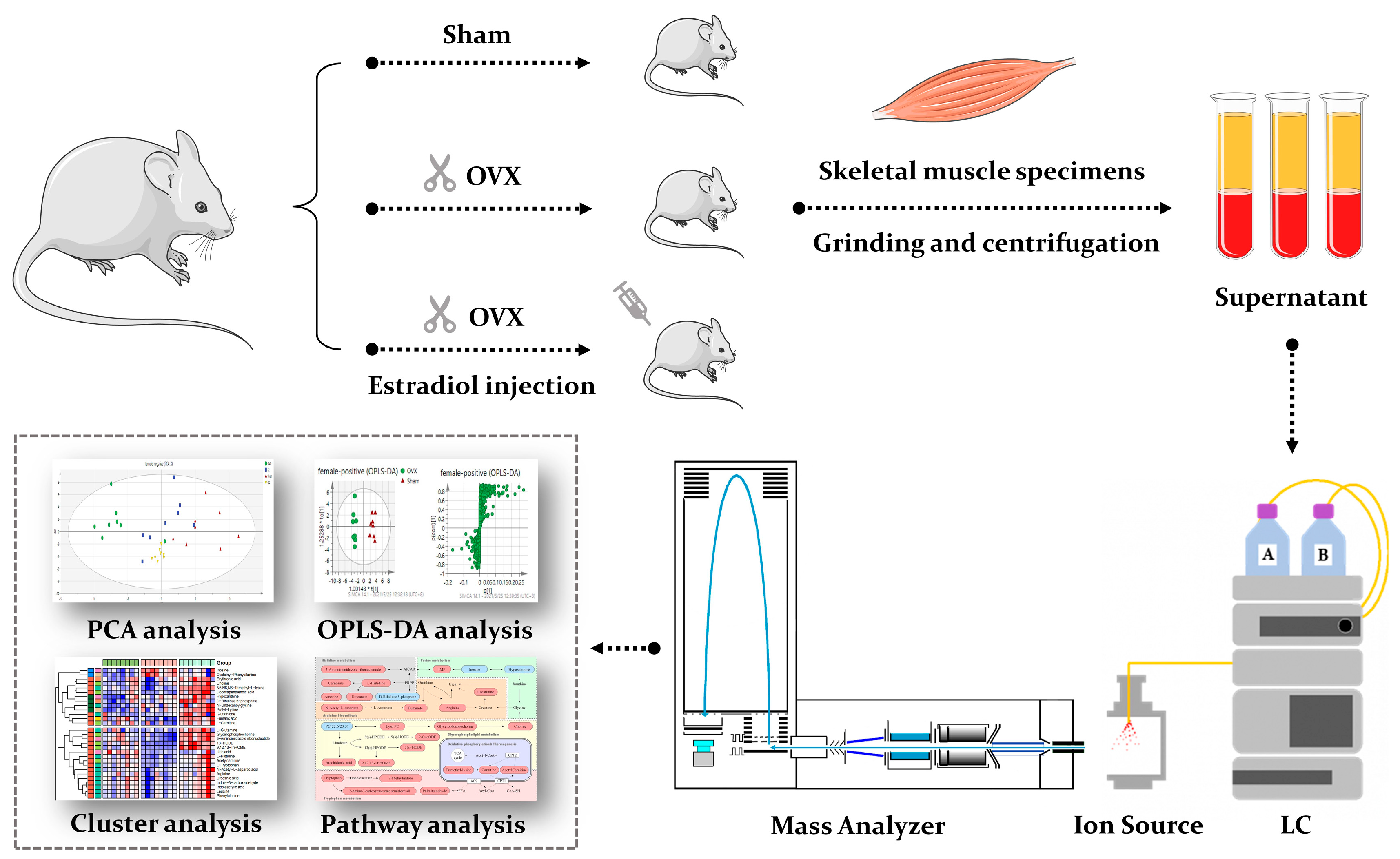 Metabolomics Coupled with Pathway Analysis Provides Insights into Sarco ...