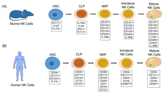 Role of Natural Killer Cells during Pregnancy and Related Complications