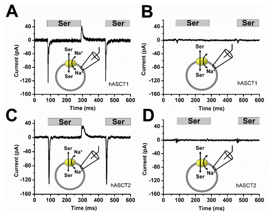 Functional and Kinetic Comparison of Alanine Cysteine Serine ...