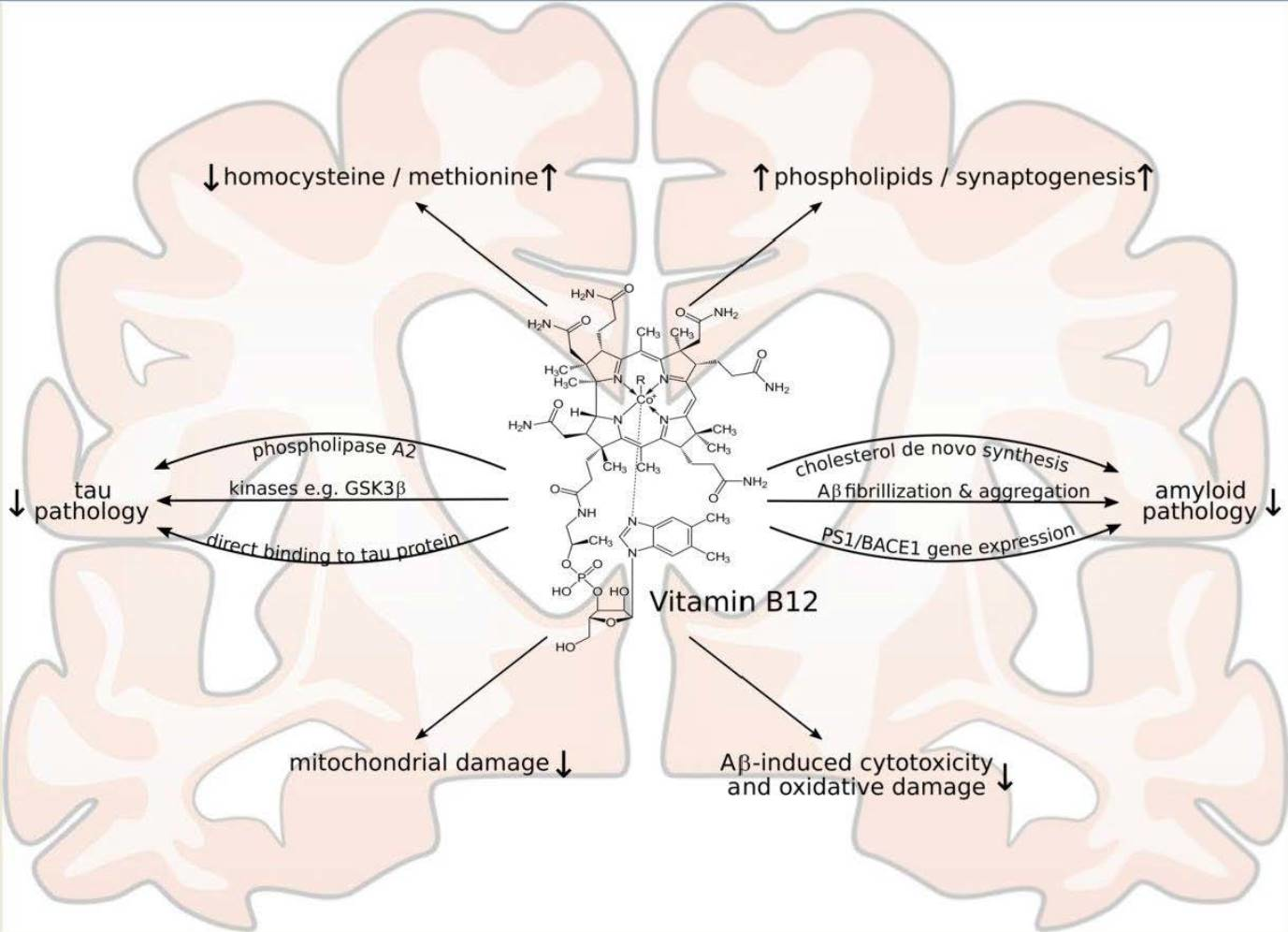Biomolecules | Free Full-Text | Mechanistic Link between Vitamin B12 ...