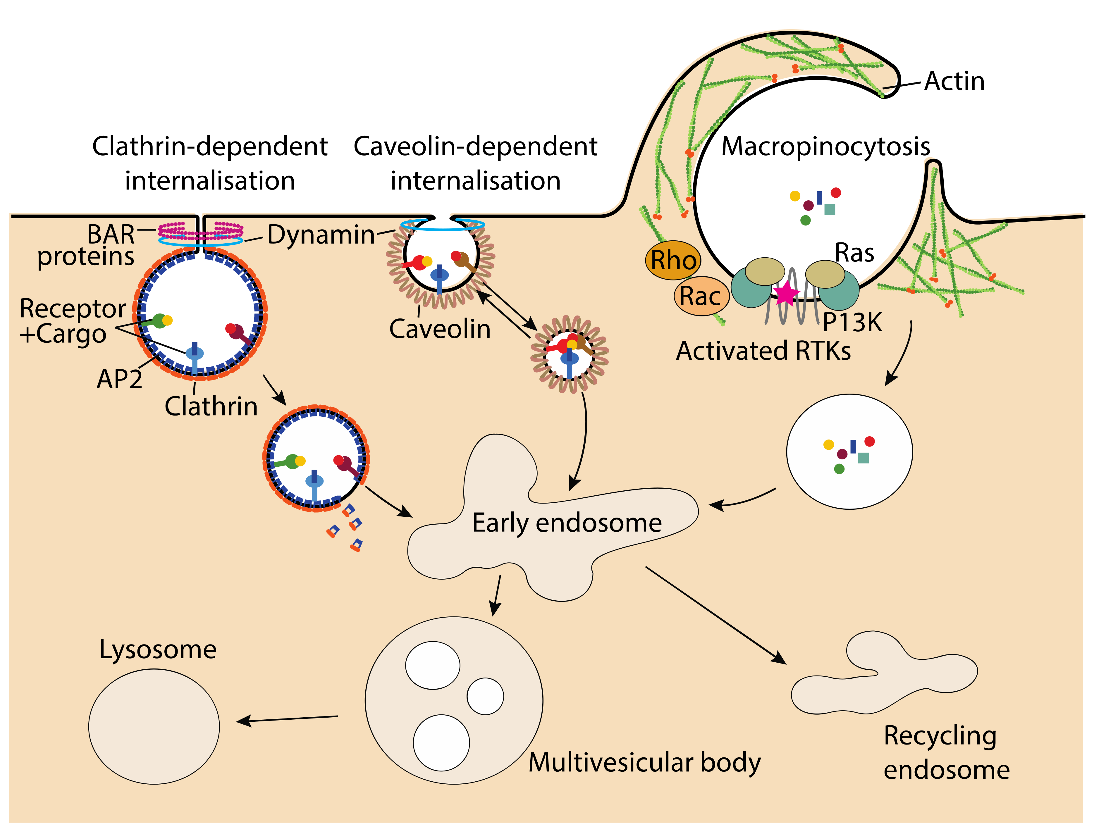 Receptor Mediated Endocytosis Ldl Receptor Mediated Endocytosis Ldl