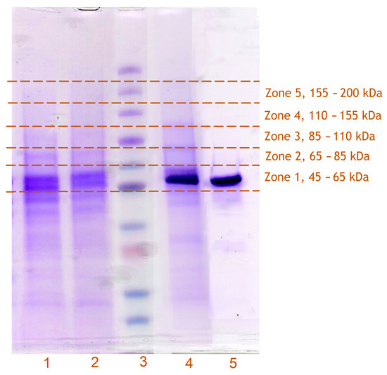 Biomolecules | Free Full-Text | Exploring the Interactome of Cytochrome ...