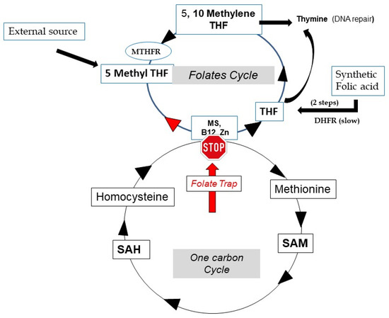 Folic Acid, Folinic Acid, 5 Methyl TetraHydroFolate Supplementation for Mutations That Affect ...