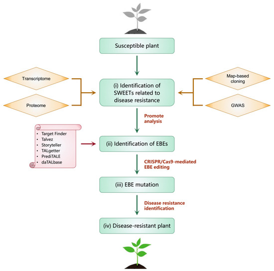 Plant SWEET Family of Sugar Transporters: Structure, Evolution and ...