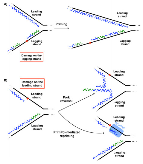 PrimPol: A Breakthrough among DNA Replication Enzymes and a Potential ...