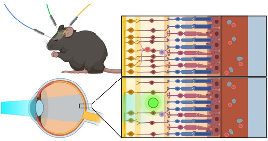 Advances in Ophthalmic Optogenetics: Approaches and Applications