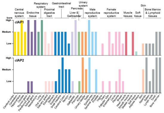 Cytoplasmic and Nuclear Functions of cIAP1