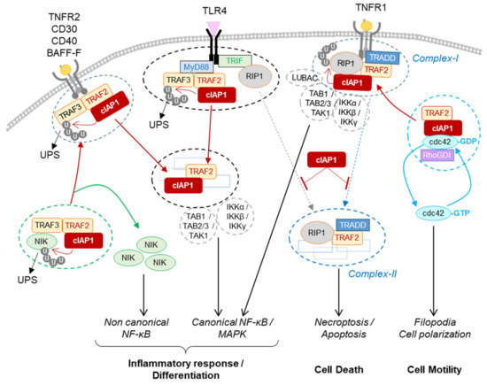 Cytoplasmic and Nuclear Functions of cIAP1