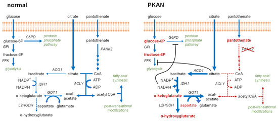 A Potential Citrate Shunt in Erythrocytes of PKAN Patients Caused by ...