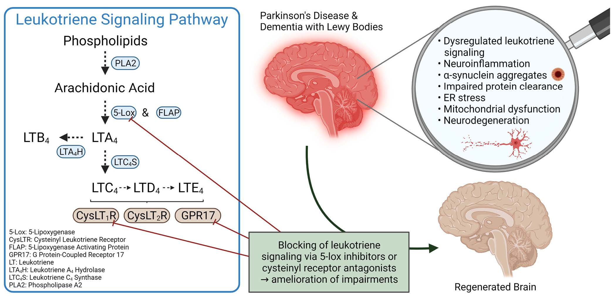 Biomolecules | Free Full-Text | Leukotriene Signaling as a Target in α ...