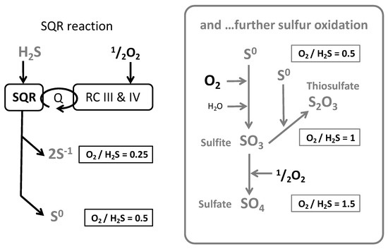 Sulfide Oxidation Evidences the Immediate Cellular Response to a ...