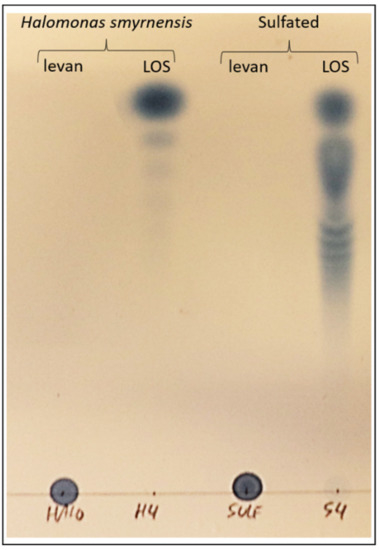 Sweet Immunity Aspects during Levan Oligosaccharide-Mediated Priming in ...