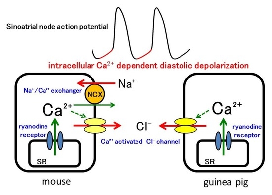 Biomolecules | Free Full-Text | Intracellular Ca2+-Mediated Mechanisms ...