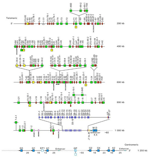 IMGT®Homo sapiens IG and TR Loci, Gene Order, CNV and Haplotypes: New ...