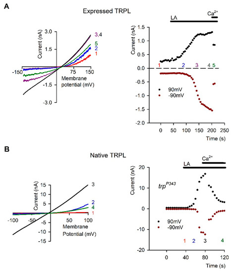 The Role of Membrane Lipids in Light-Activation of Drosophila TRP Channels