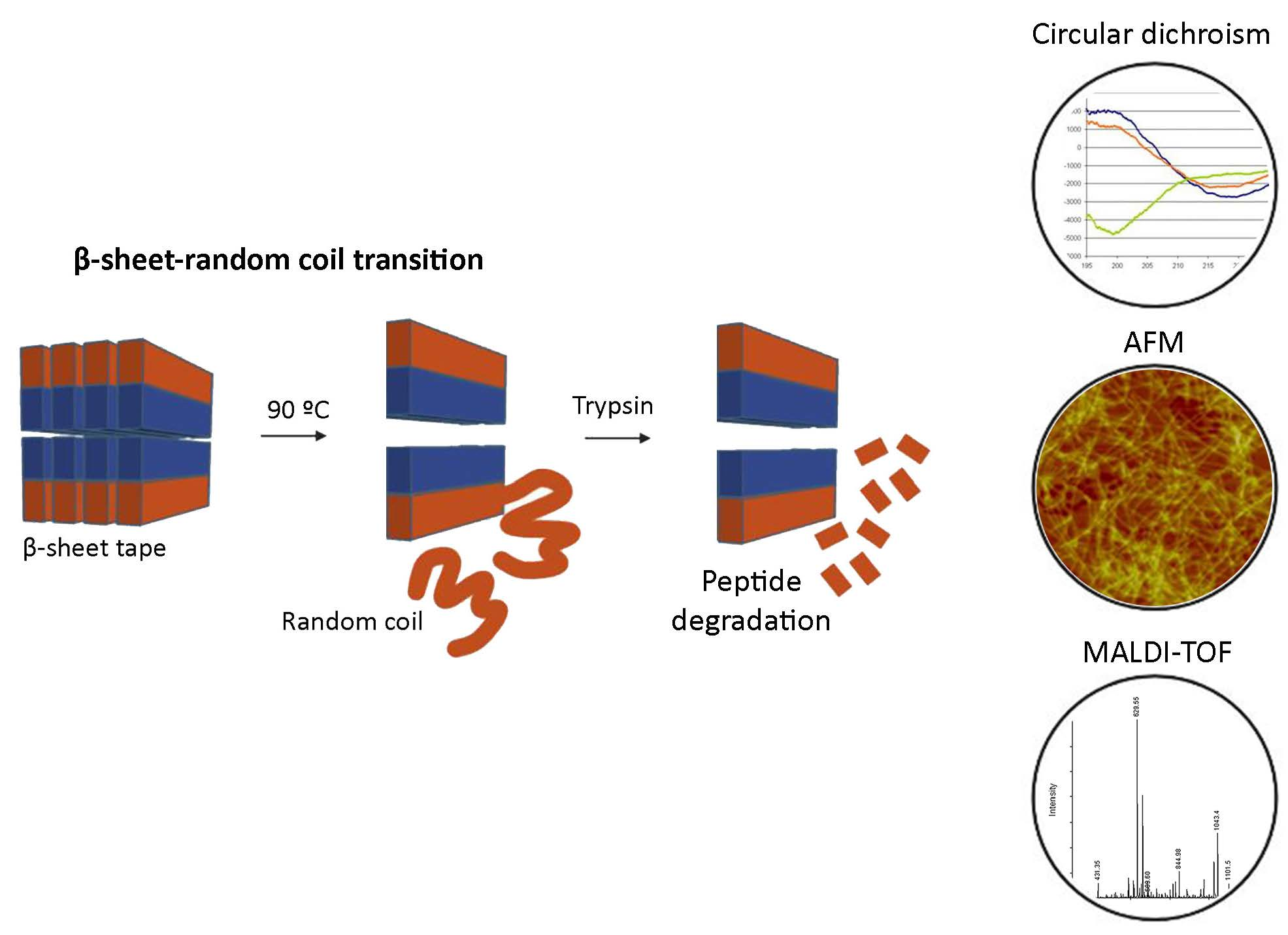 Biomolecules | Free Full-Text | β-Sheet to Random Coil Transition in ...