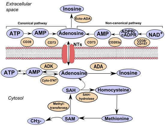 Adenosine-Metabolizing Enzymes, Adenosine Kinase and Adenosine ...